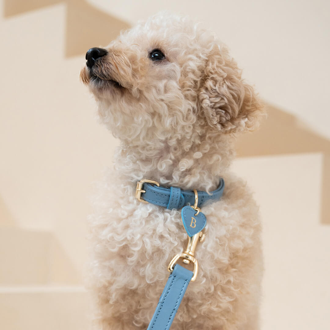 Dog Collars – Le Olive